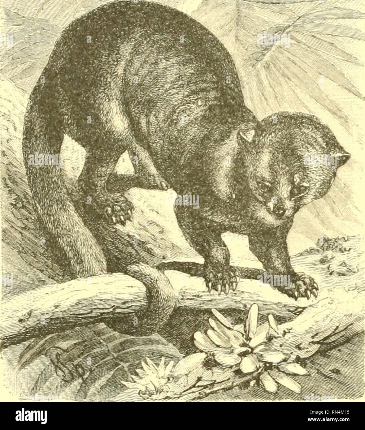 Coaiti hi-res stock photography and images - Alamy