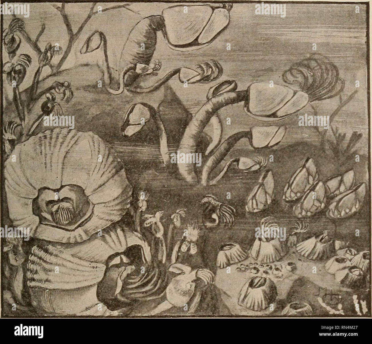 Barnacles Attach High Resolution Stock Photography and Images - Alamy