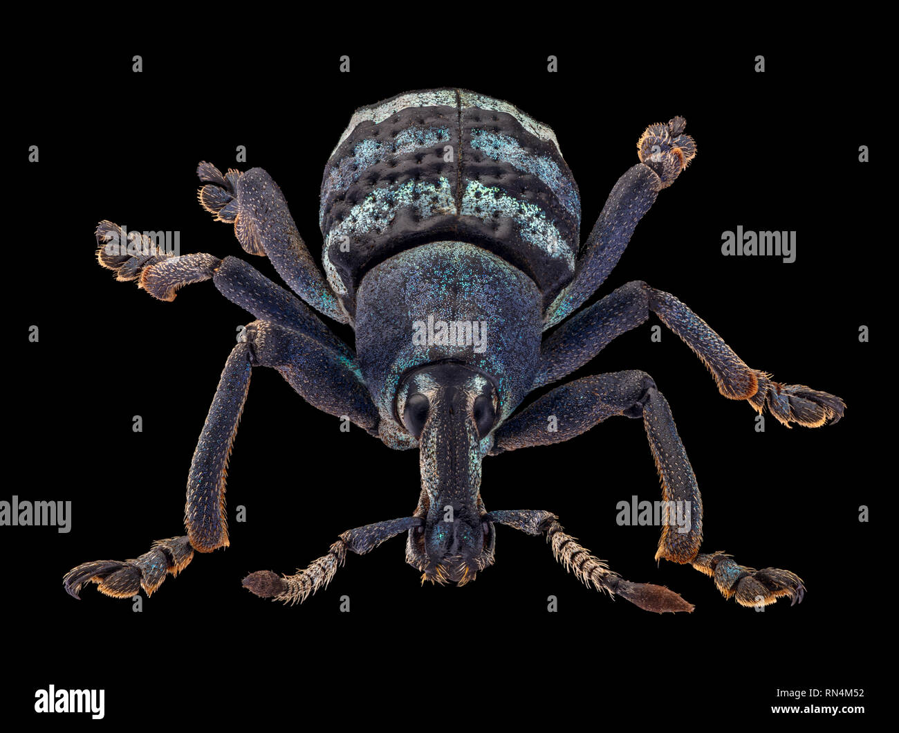 Insect beetles and beetles High Resolution Stock Photography and Images ...