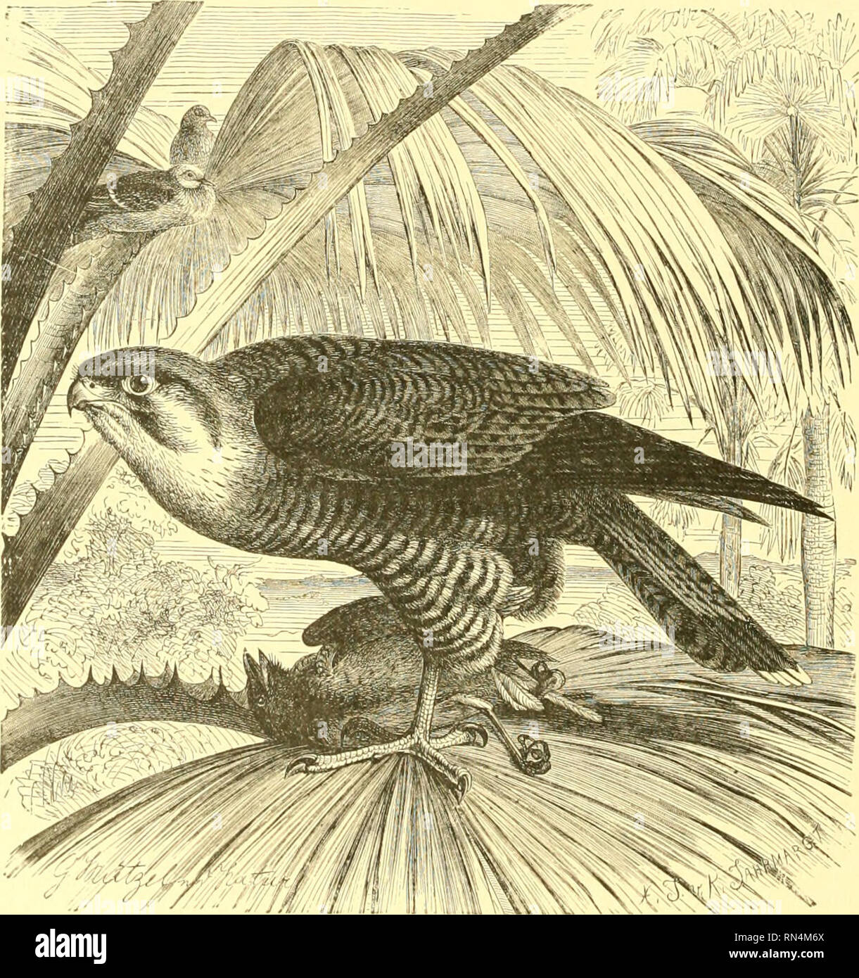 . Animate creation : popular edition of "Our living world" : a natural ...