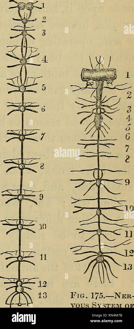 . Animal physiology. Physiology, Comparative; Physiology, Comparative ...