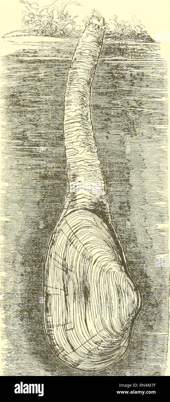 Siphon tubes hi-res stock photography and images - Alamy