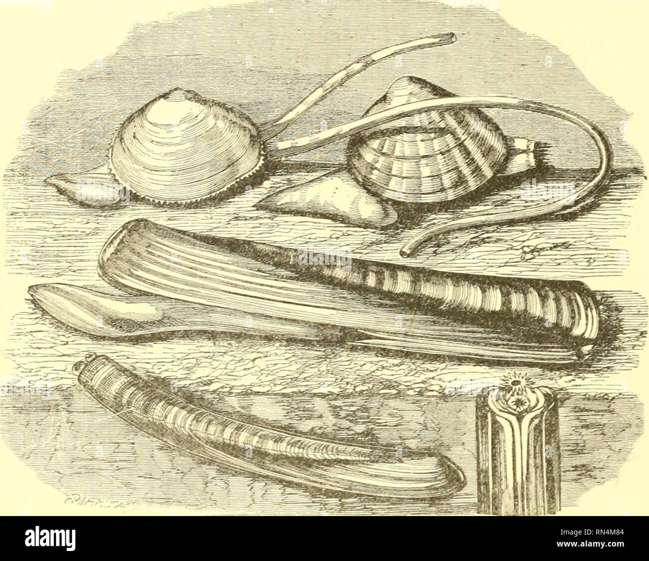 . Animate creation : popular edition of "Our living world" : a natural ...