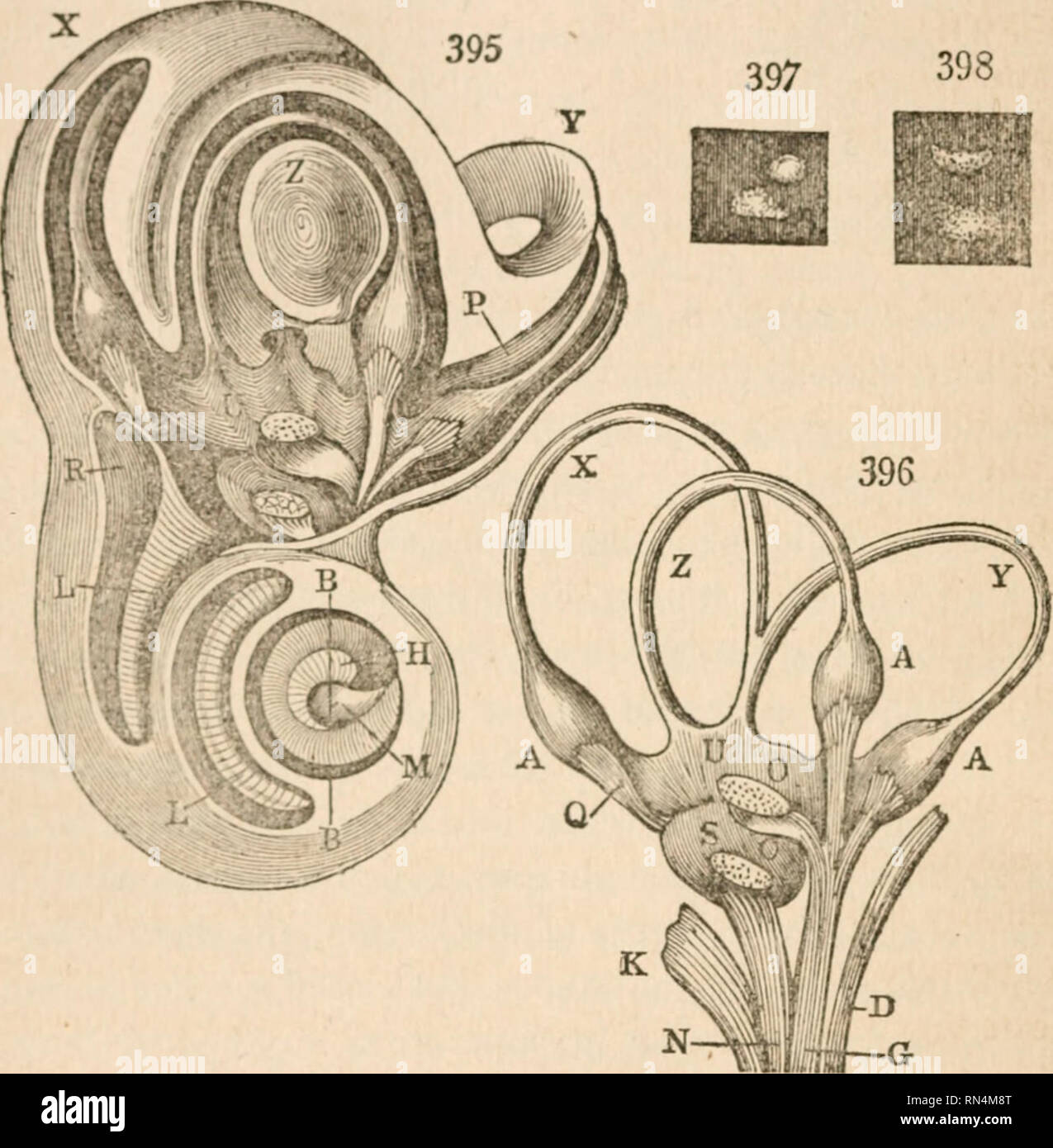 Bony labyrinth hi-res stock photography and images - Alamy
