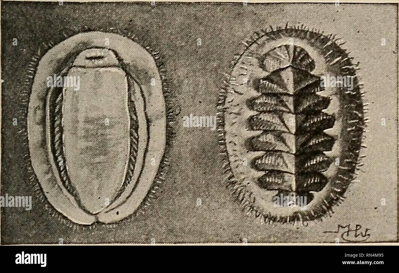 Keyhole limpets hi-res stock photography and images - Alamy