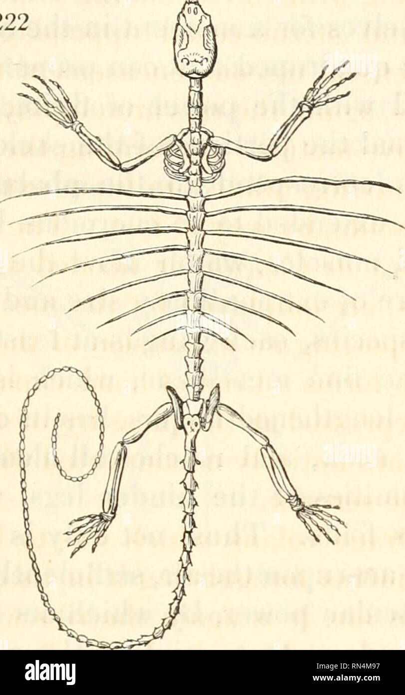Sciurus volans hi-res stock photography and images - Alamy