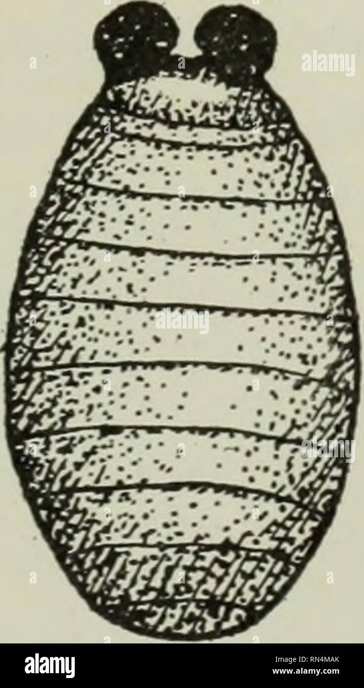 Tsetse fly larva hi-res stock photography and images - Alamy