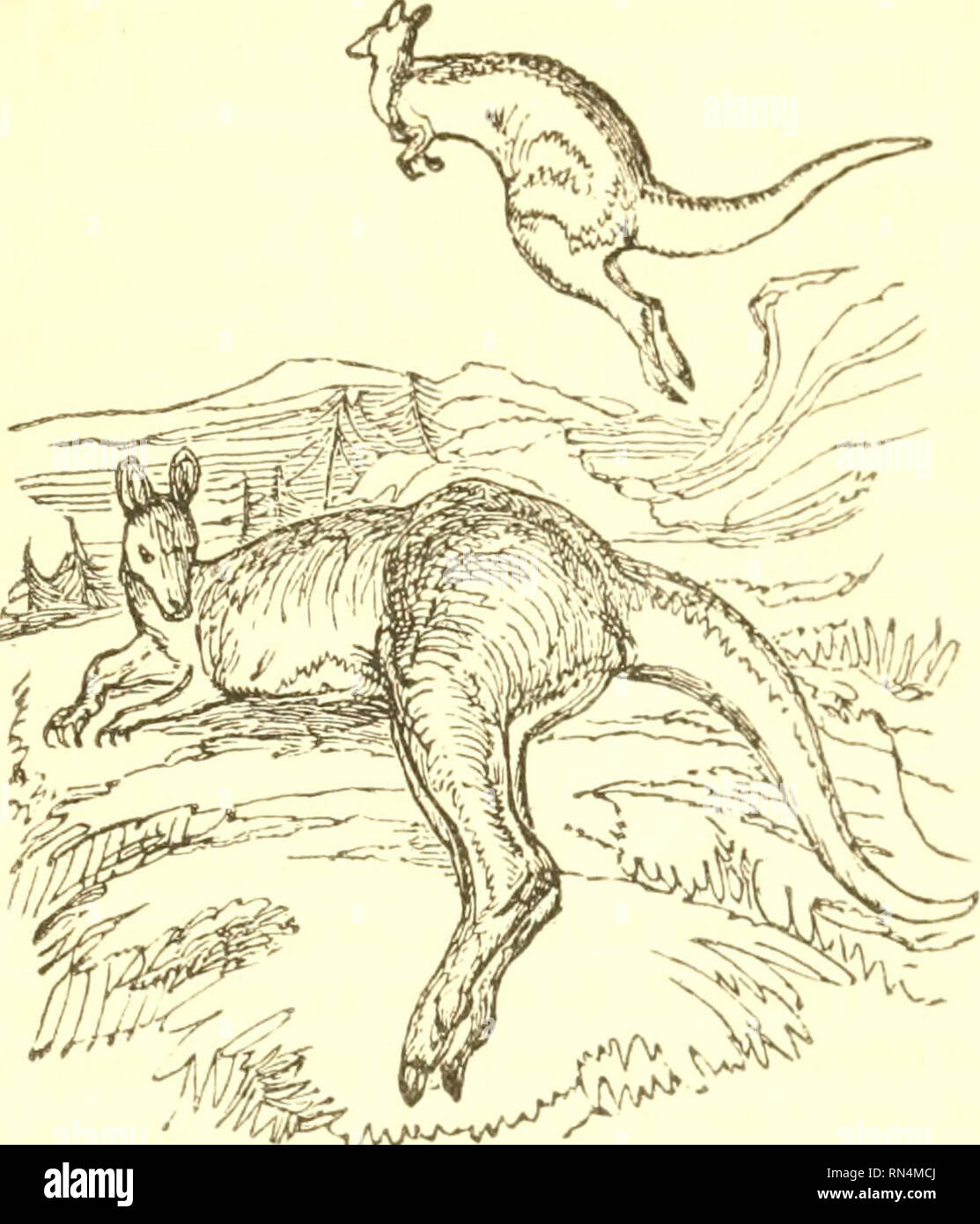 Kangaroo physiology hi-res stock photography and images - Alamy