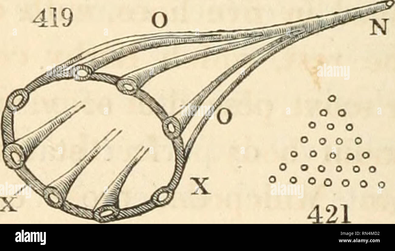 Number of stemmata hi-res stock photography and images - Alamy