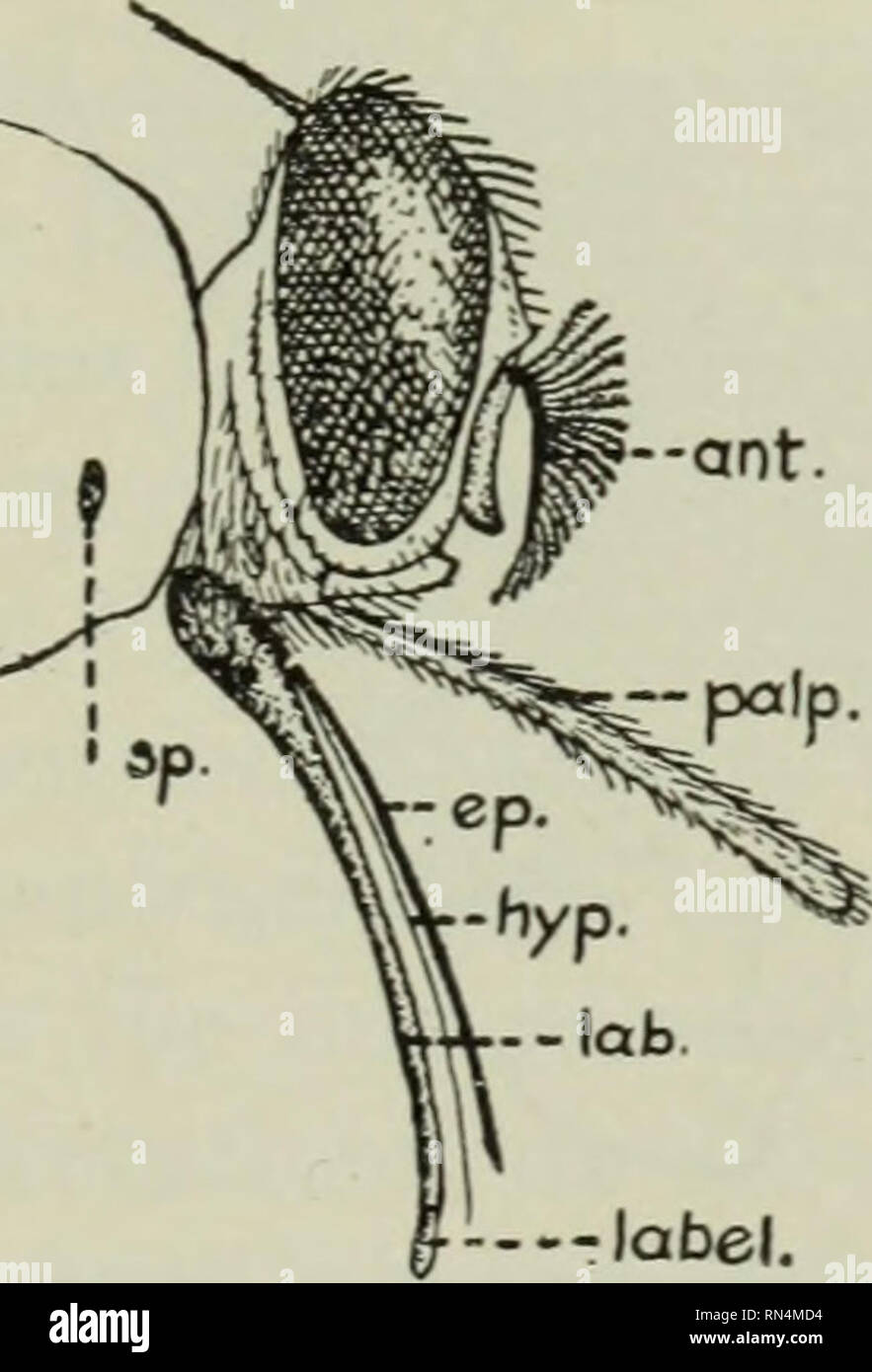 . Animal parasites and human disease. Parasites; Medical parasitology ...
