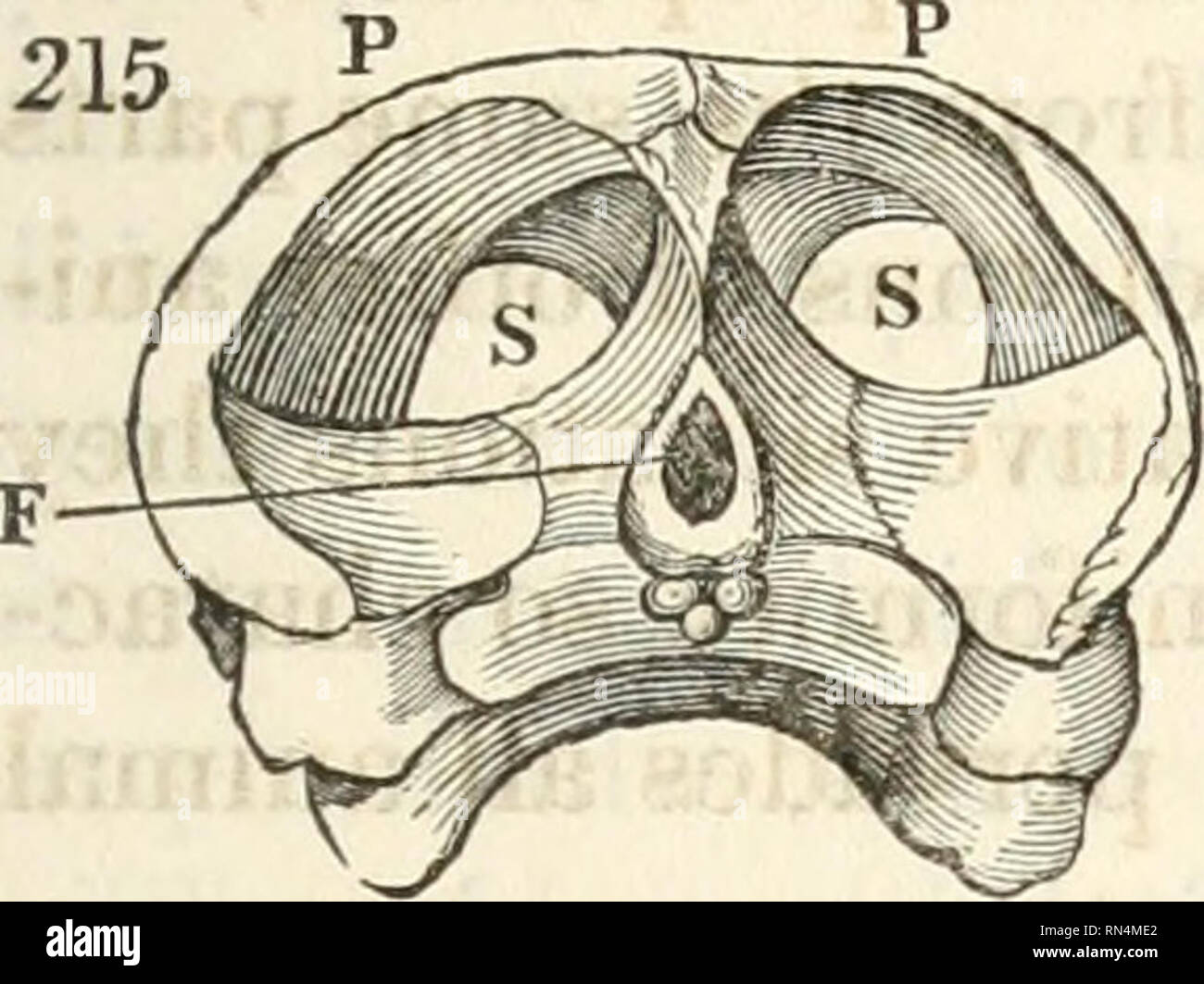 Central plant exhibits hi-res stock photography and images - Alamy
