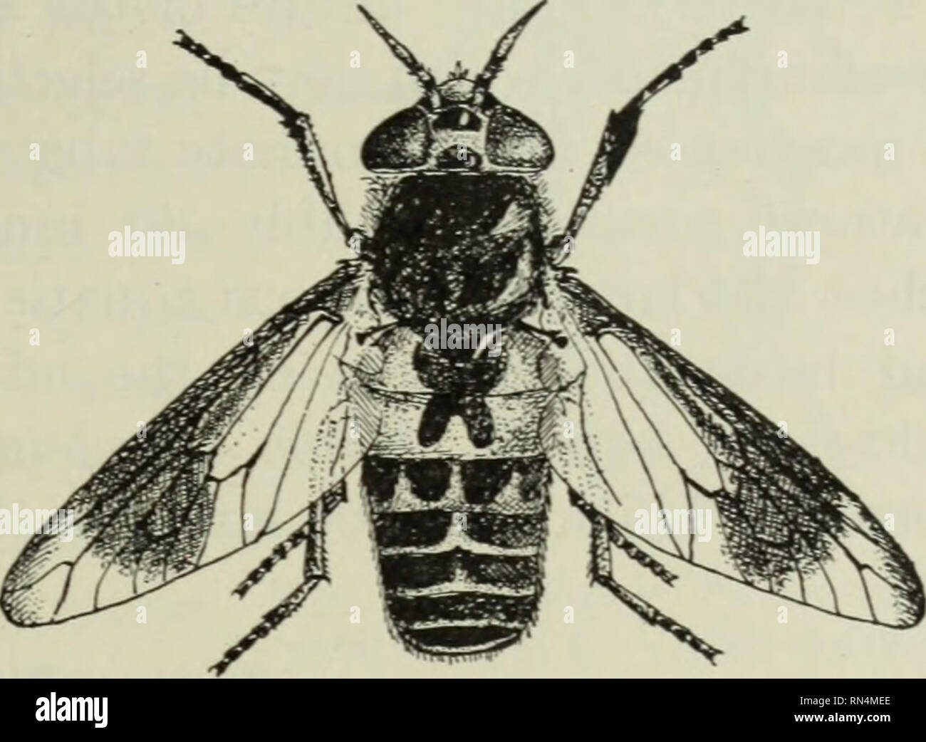 . Animal parasites and human disease. Parasites; Medical parasitology ...