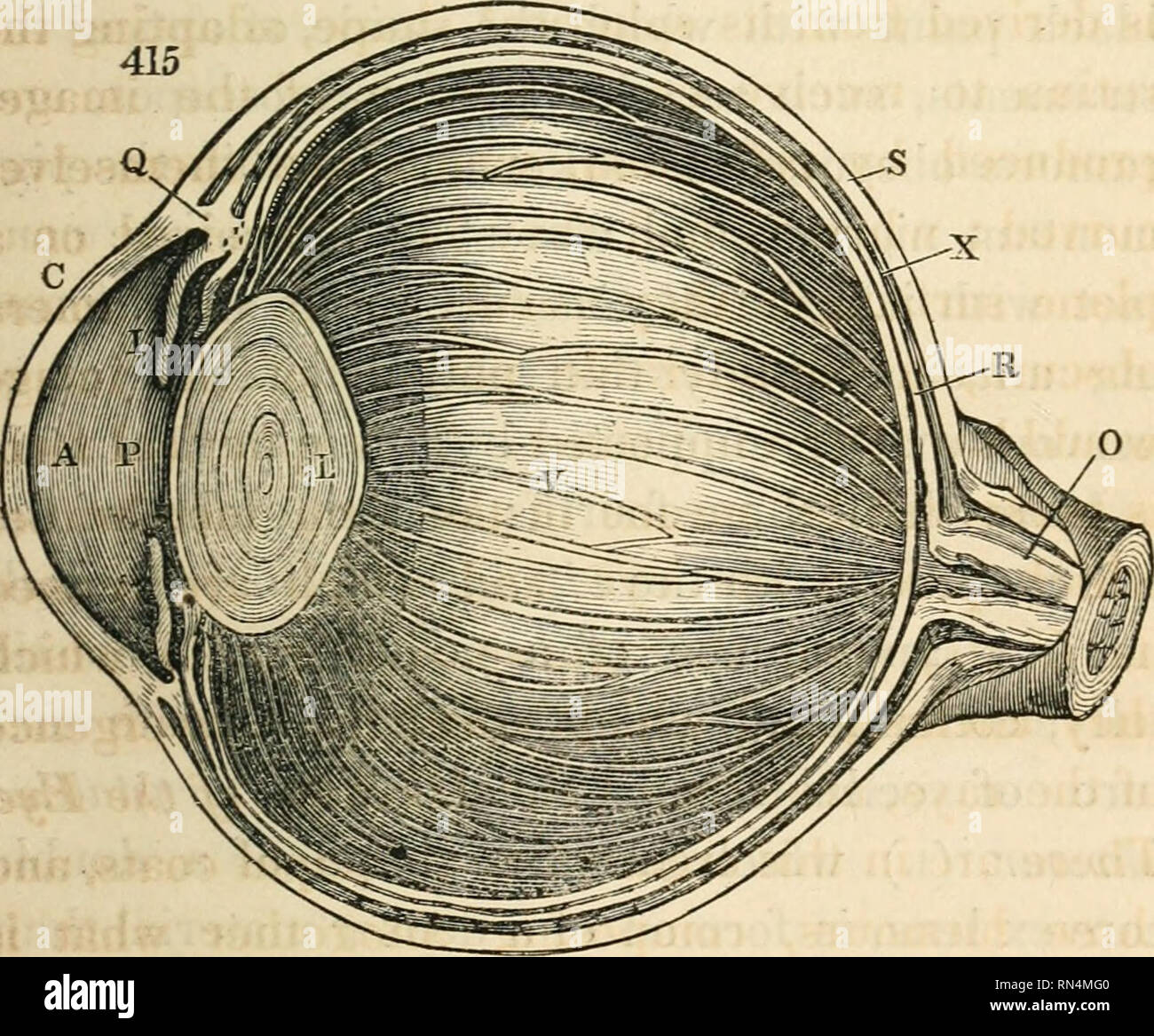 Perforated cornea hi-res stock photography and images - Alamy
