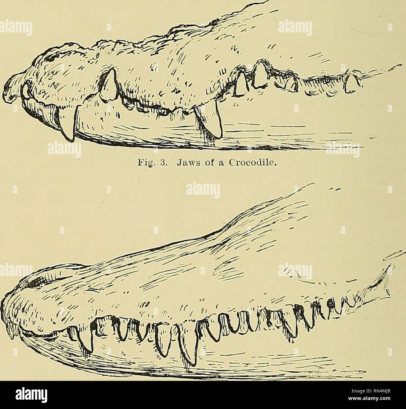 Crocodile Monitor Teeth