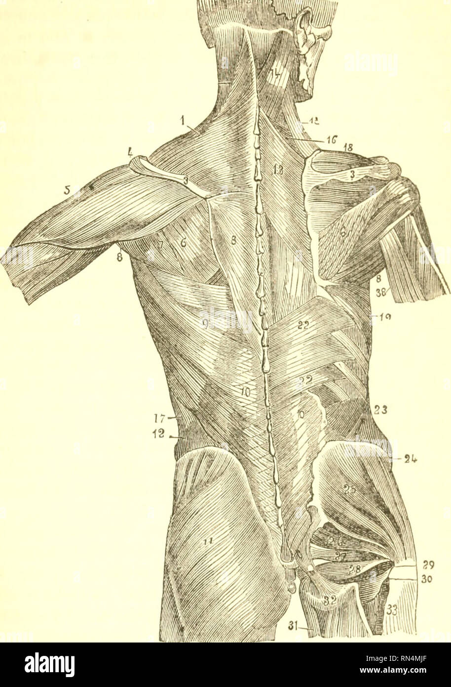 . Animal physiology. Physiology, Comparative. MUSCLES OF THE BACK OF ...