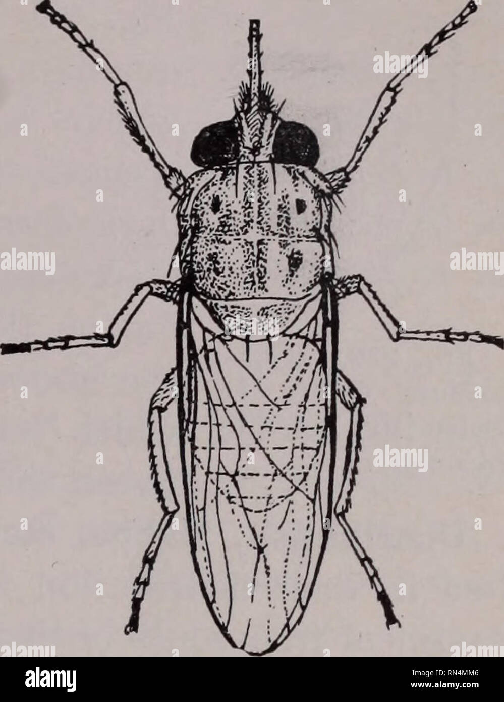 . Animal parasites and human disease. Insect Vectors; Parasites ...