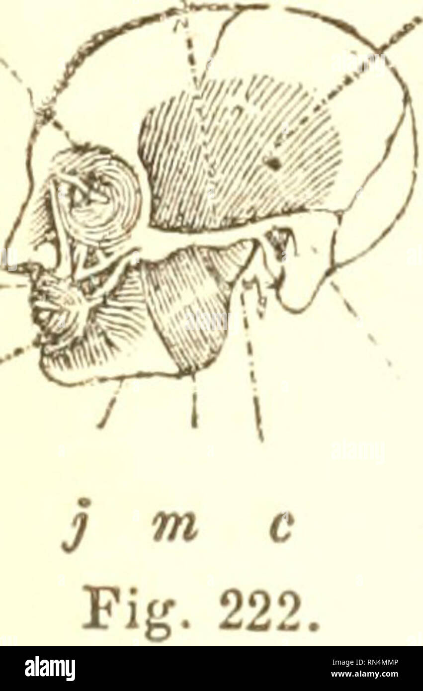 . Animal physiology. Physiology, Comparative. 4:68 BONES AND MUSCLES OF ...