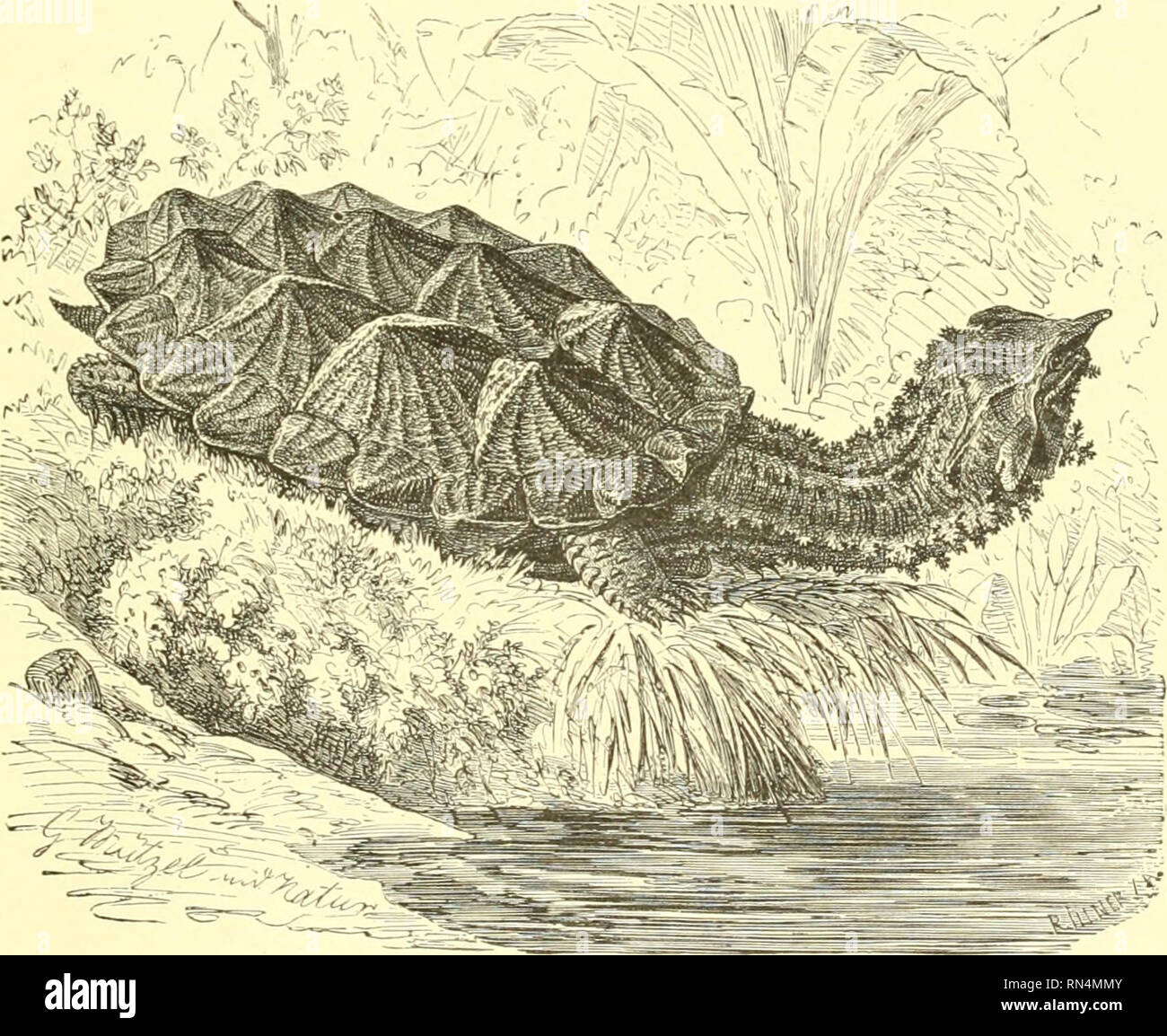 Turtle legs head tail hi-res stock photography and images - Alamy