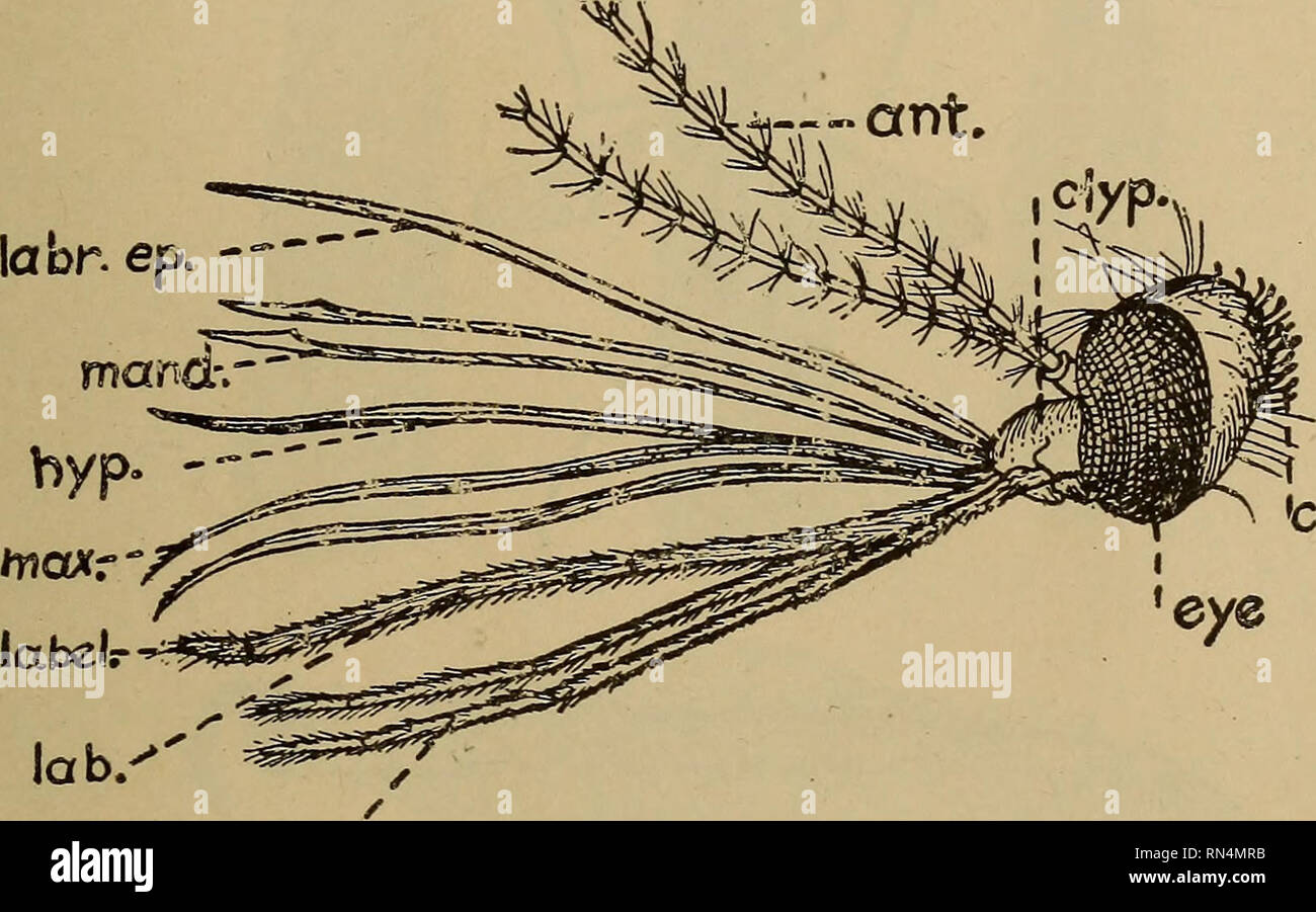 . Animal parasites and human disease. Medical parasitology; Insects as ...