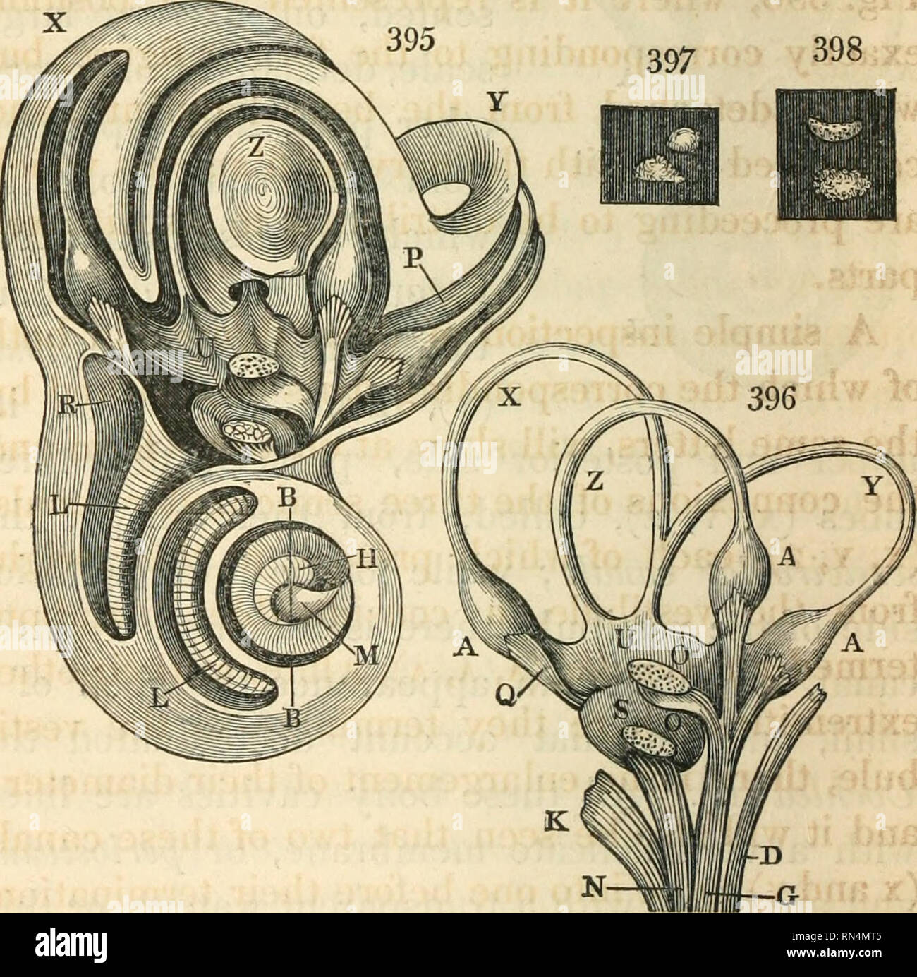 Perilymph hi-res stock photography and images - Alamy