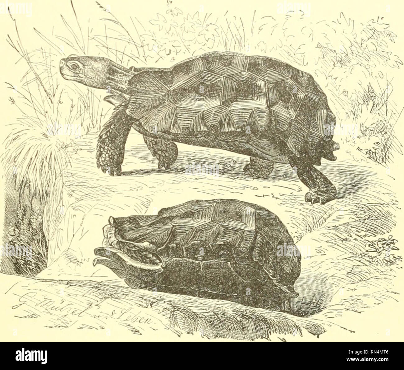 Lettered tortoise hi-res stock photography and images - Alamy