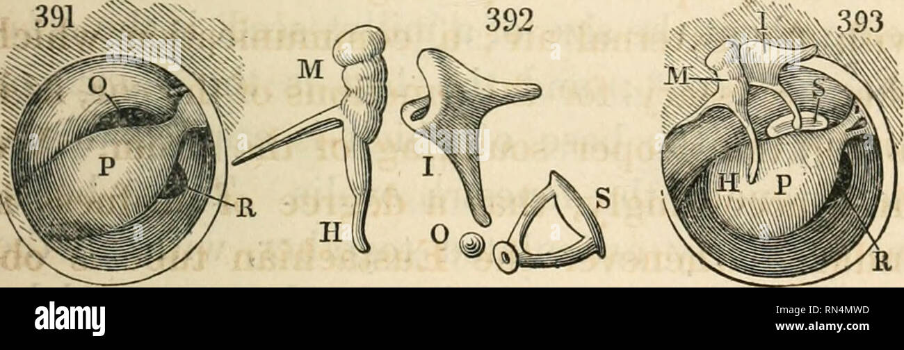 Mastoid Process Stock Photos & Mastoid Process Stock Images - Alamy