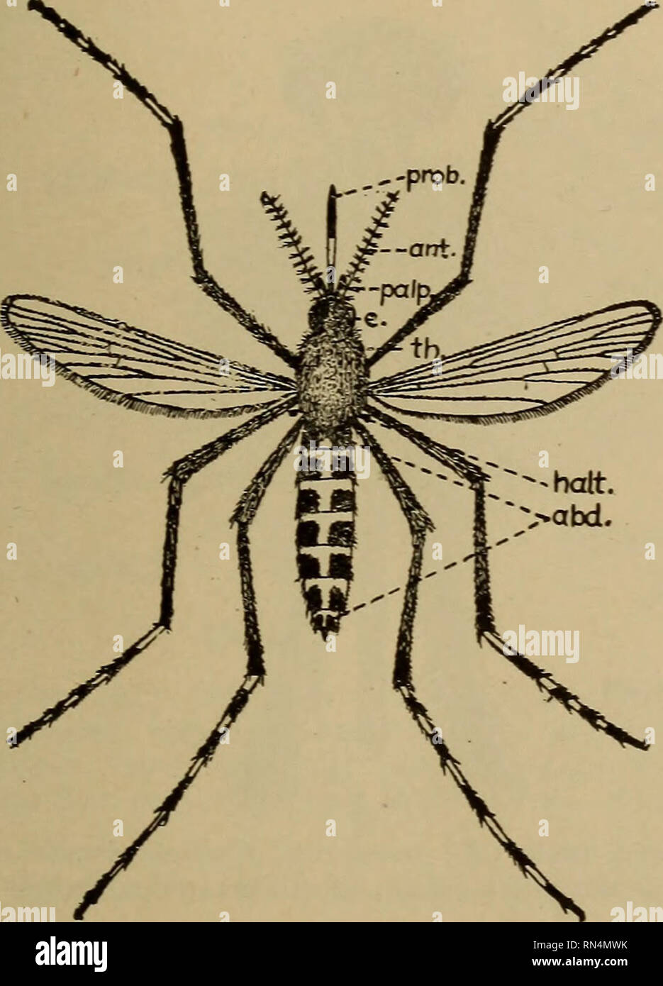 . Animal parasites and human disease. Medical parasitology; Insects as ...