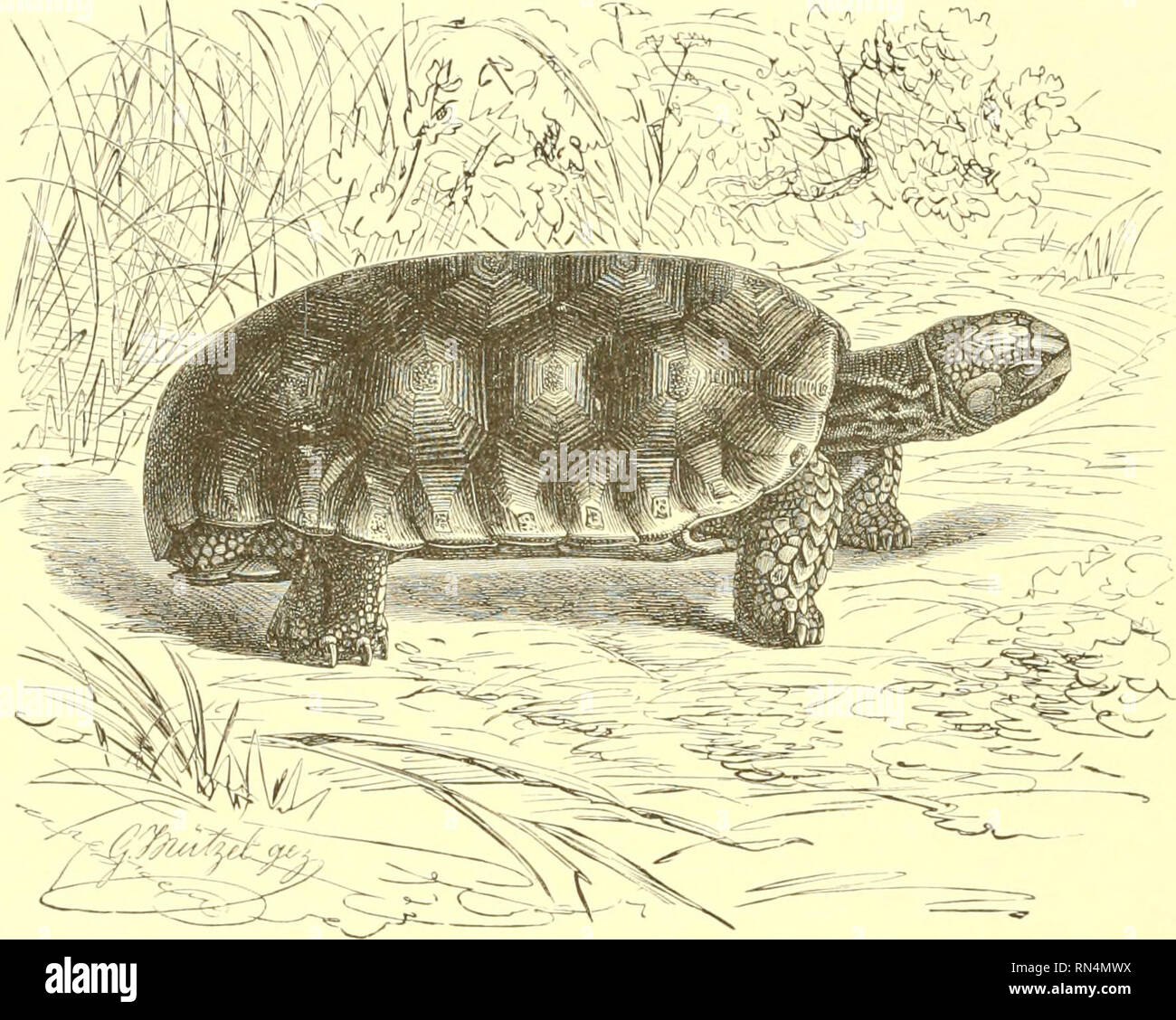 . Animate creation : popular edition of "Our living world" : a natural ...