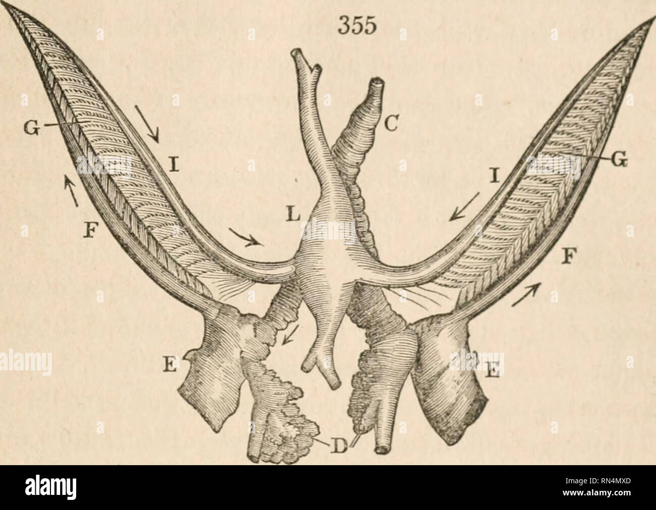 Branchial hearts hi-res stock photography and images - Alamy