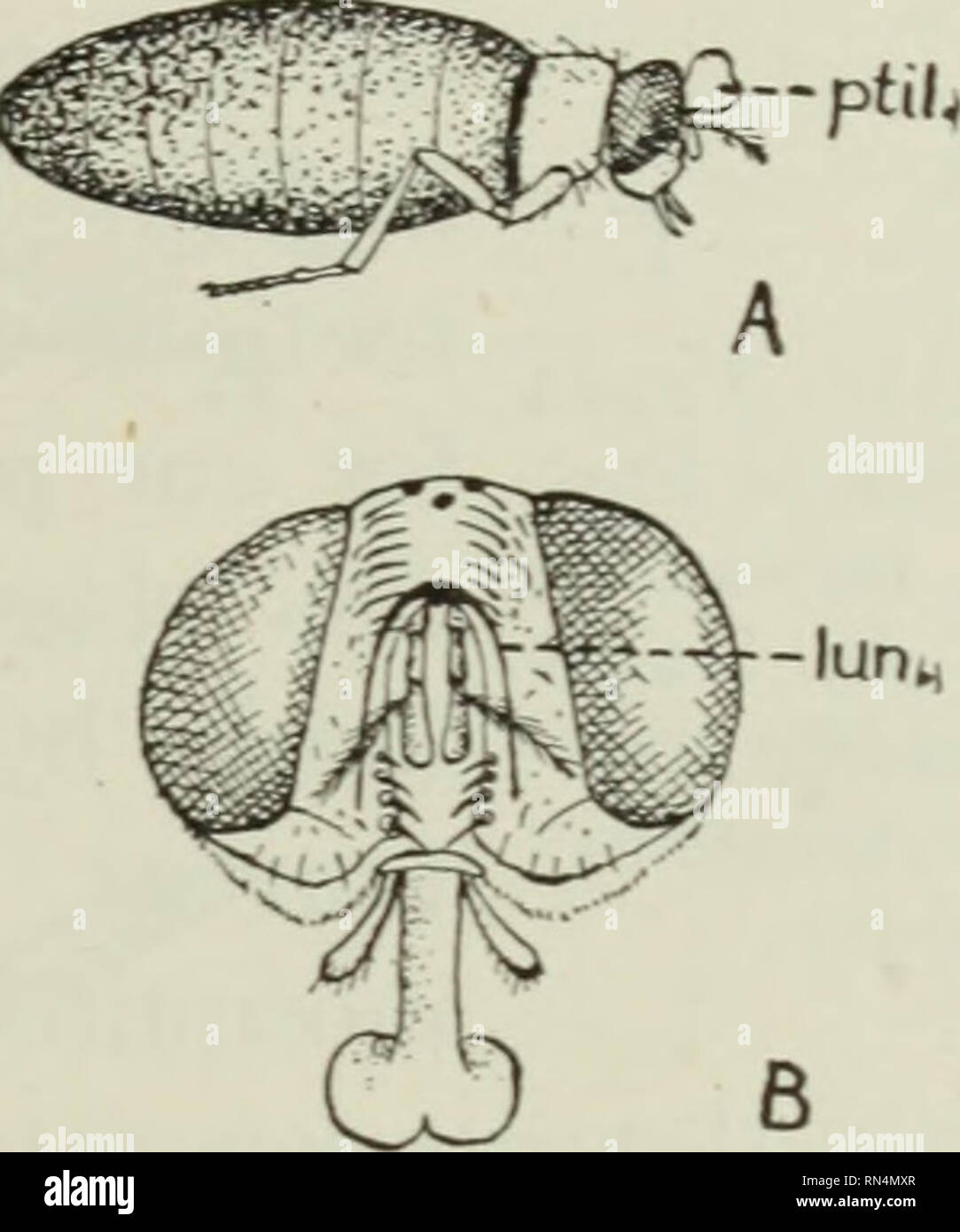 Types Of Parasites High Resolution Stock Photography and Images - Alamy