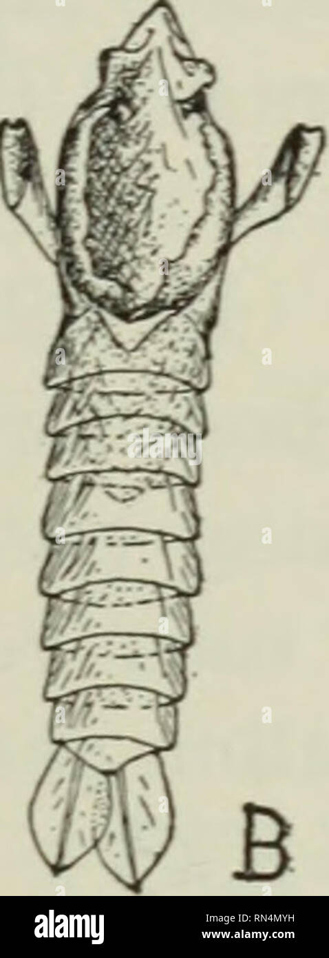 Empty pupa case hi-res stock photography and images - Alamy