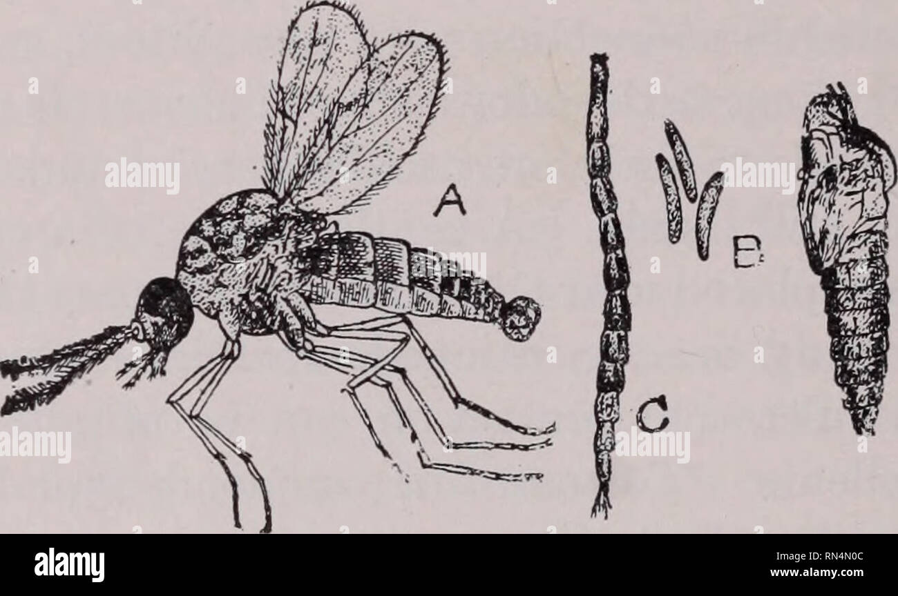 Insects As Carriers Of Disease Pictures