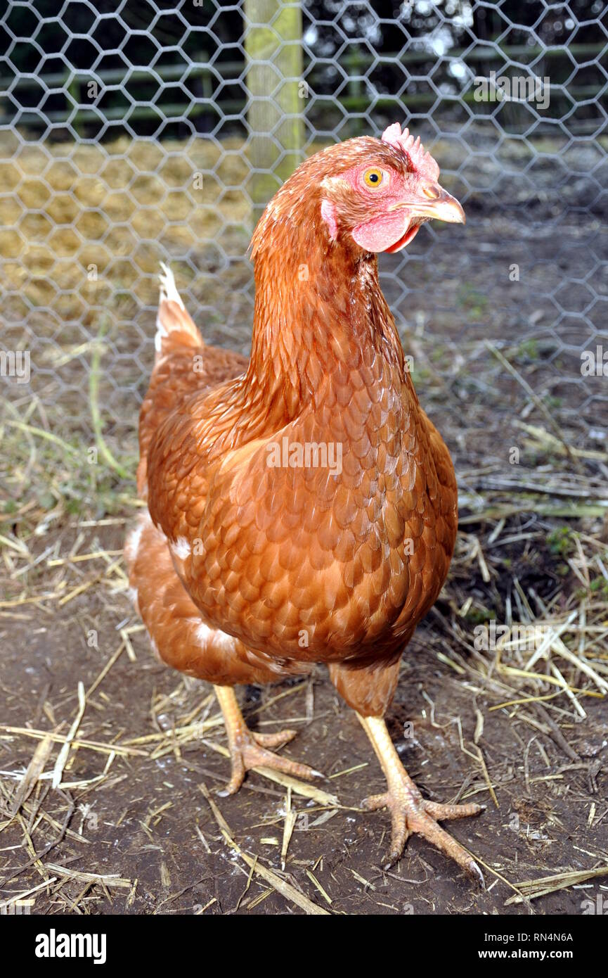 Domestic Chicken in Cage Stock Photo - Alamy