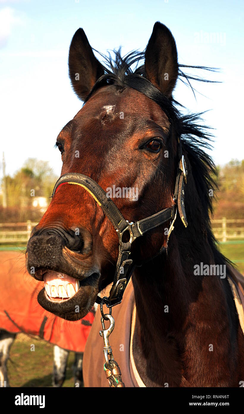 Cheeky smile horse hi-res stock photography and images - Alamy