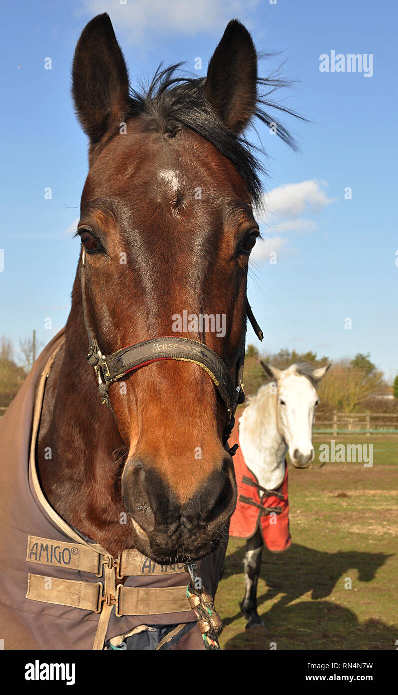 Horse Horses in Field Stock Photo - Alamy