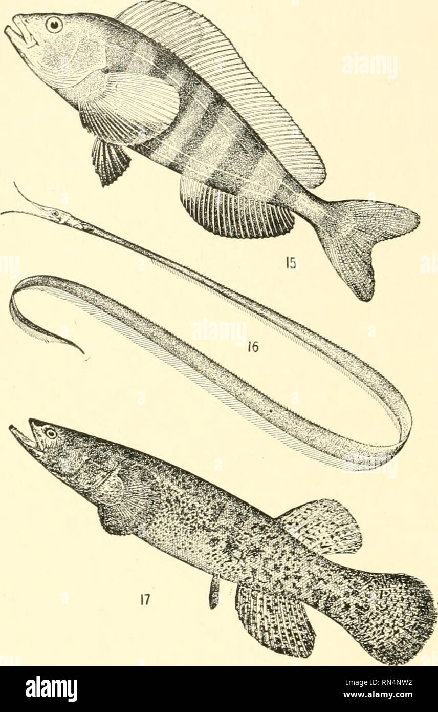 Bugs that look like bees hi-res stock photography and images - Alamy