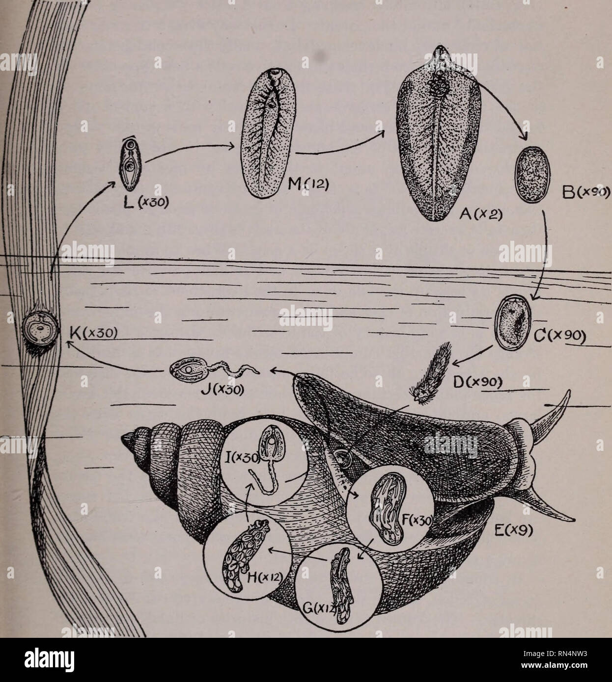 Liver fluke egg hi-res stock photography and images - Alamy