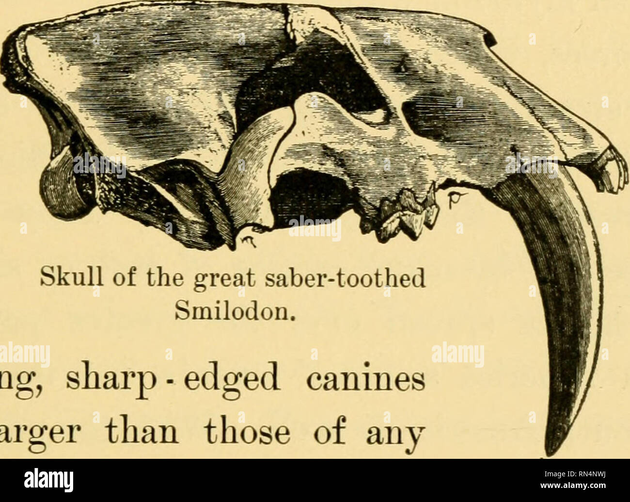Peccary skull hi-res stock photography and images - Alamy