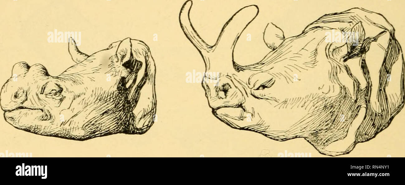 Horns covered by skin hi-res stock photography and images - Alamy
