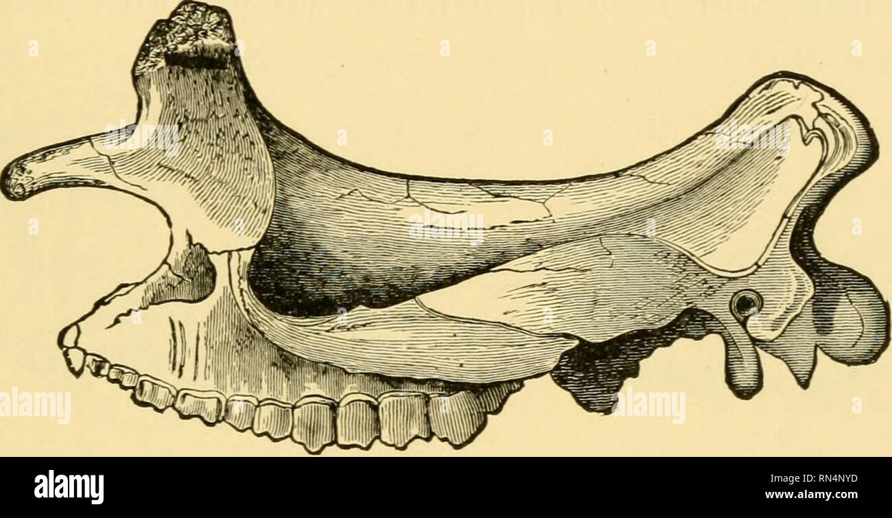 Brontotherium hi-res stock photography and images - Alamy