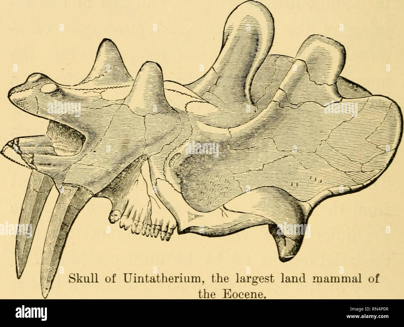 Uintatherium skull hi-res stock photography and images - Alamy