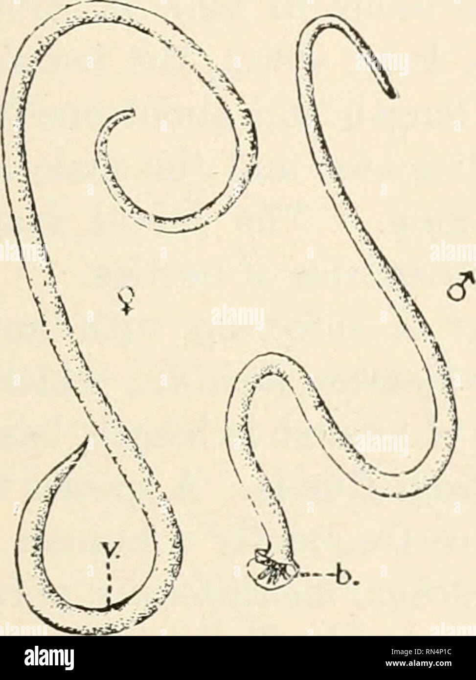 Human hookworms hi-res stock photography and images - Alamy