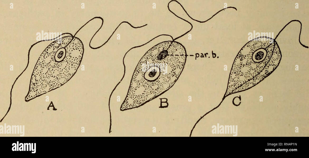 Cercomonas hi-res stock photography and images - Alamy