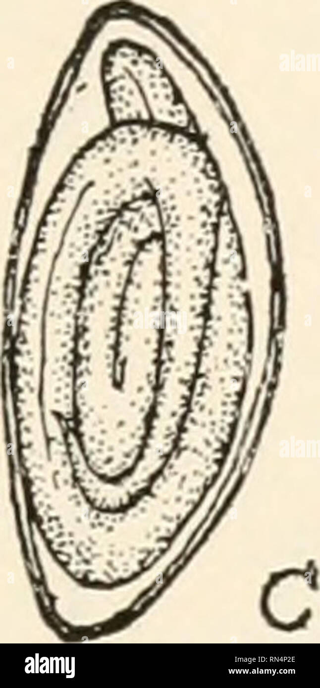. Animal parasites and human disease. Insects as carriers of disease ...