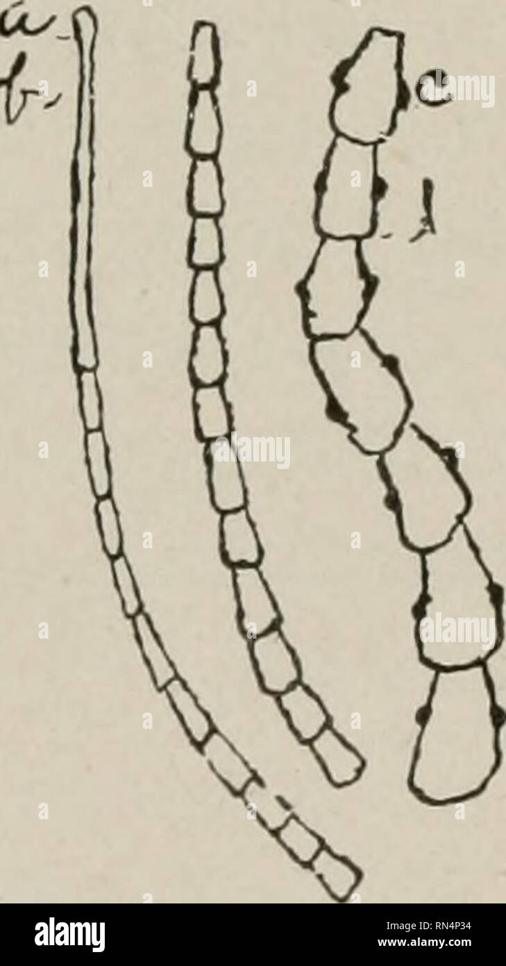 . Animal parasites and parasitic diseases. Domestic animals; Veterinary ...