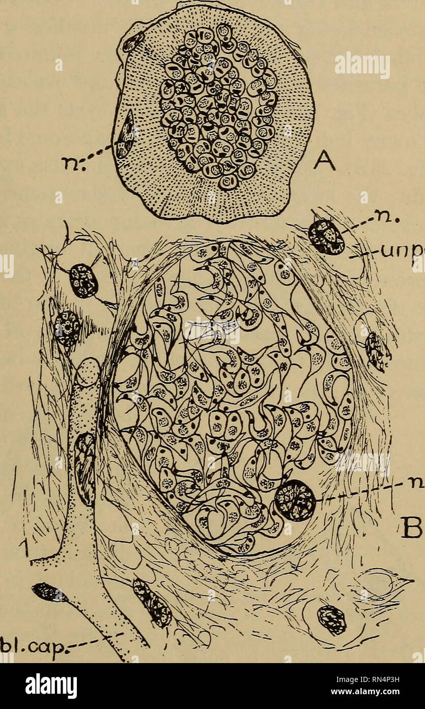 . Animal parasites and human disease. Medical parasitology; Insects as ...