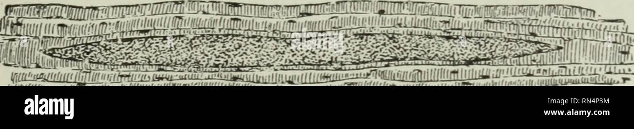 . Animal parasites and human disease. Parasites; Medical parasitology ...
