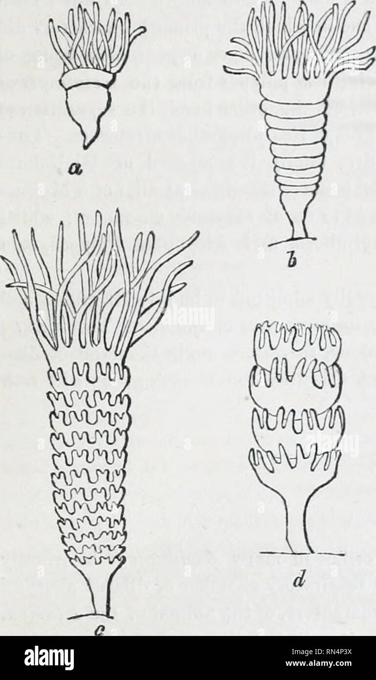 Rouleau form hi-res stock photography and images - Alamy
