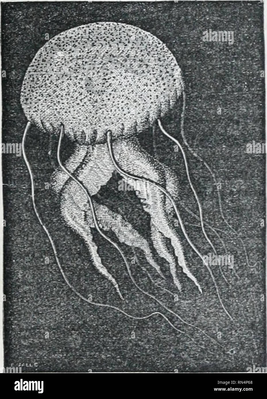 . The animal kingdom : arranged after its organization; forming a ...