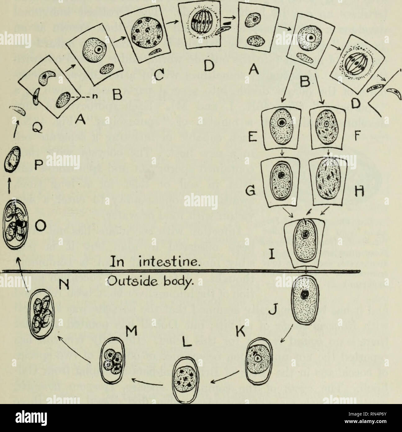 Sporozoites hi-res stock photography and images - Alamy